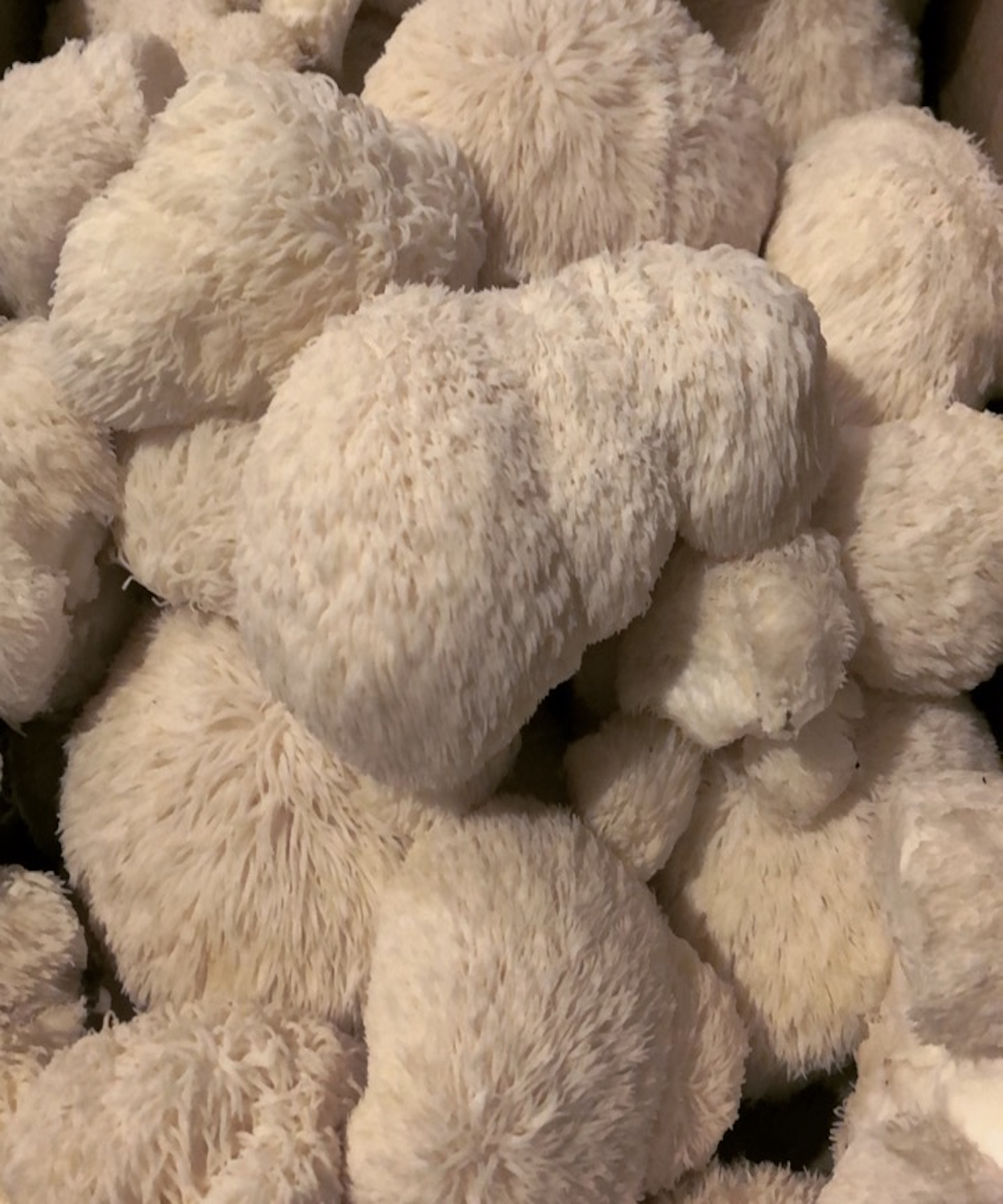 Mushroom Info and Cooking - 1000 Stone Farm